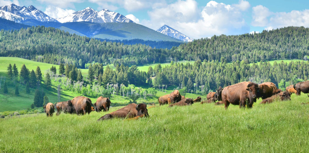 Flying D Ranch - Turner Enterprises