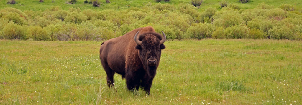 Flying D_bison_photoby_Elena_Cizmaric - Turner Enterprises