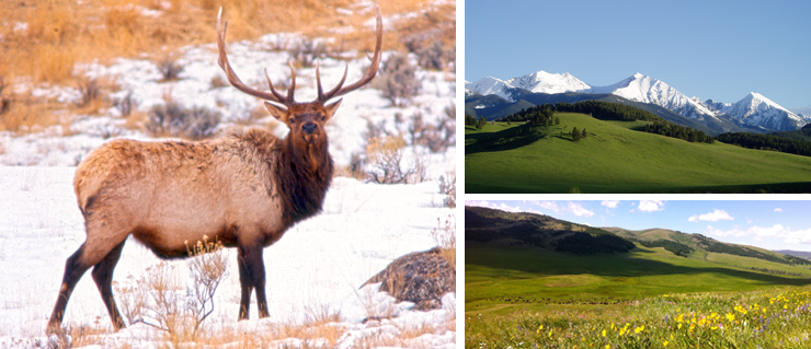 FlyingD - Turner Enterprises