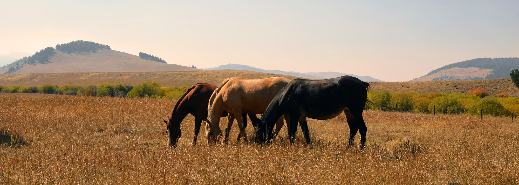 FlyingDhorses_photo_byElenaCizmaric - Turner Enterprises